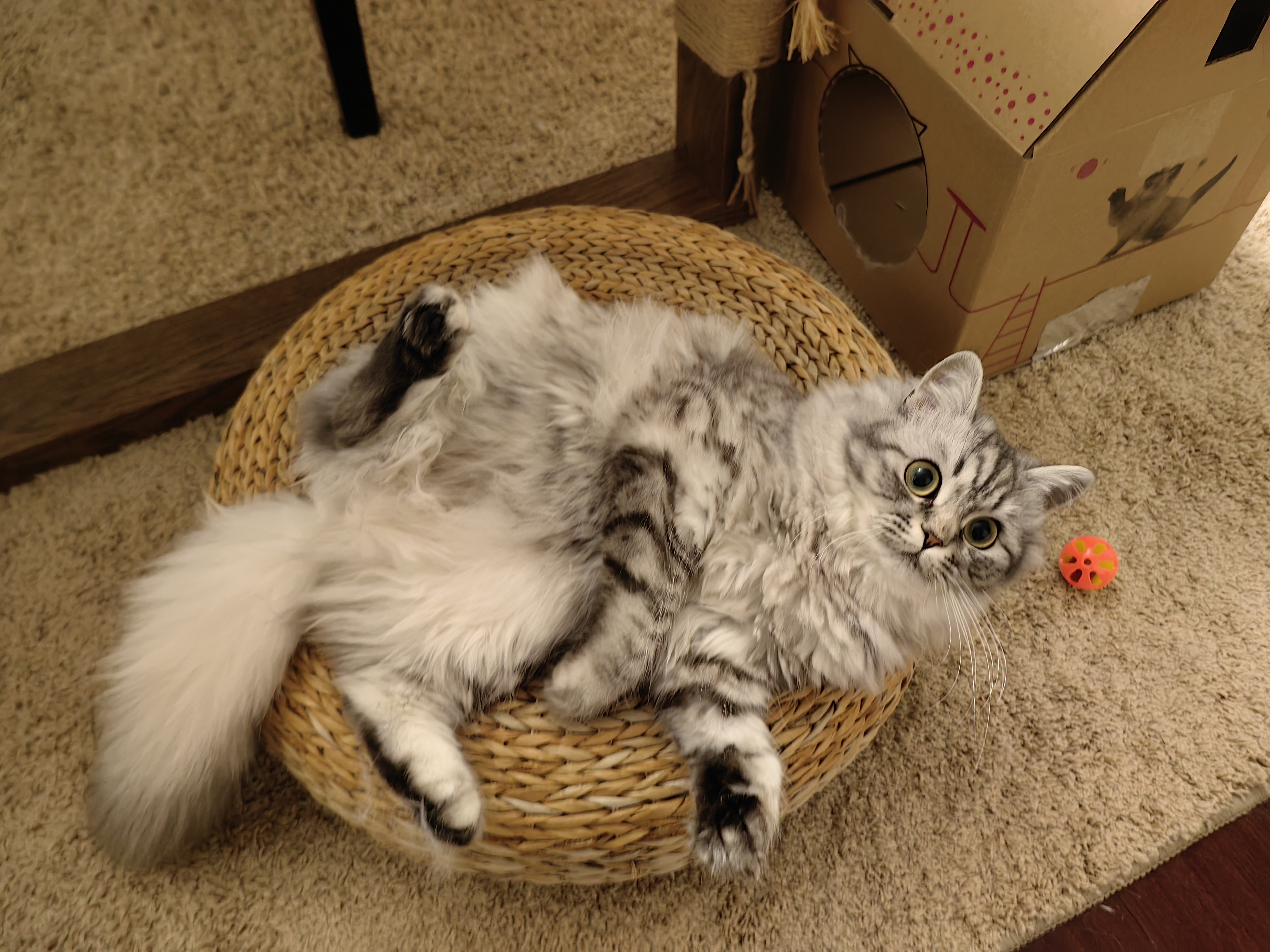 About · Huanyu Wang